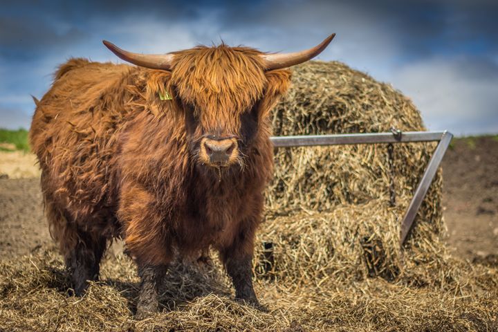 The Scottish Highland - James Kenworthy Photography - Photography ...