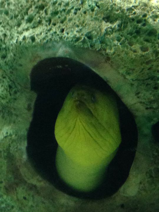 Green Moray - Delirium - Photography, Animals, Birds, & Fish, Aquatic ...