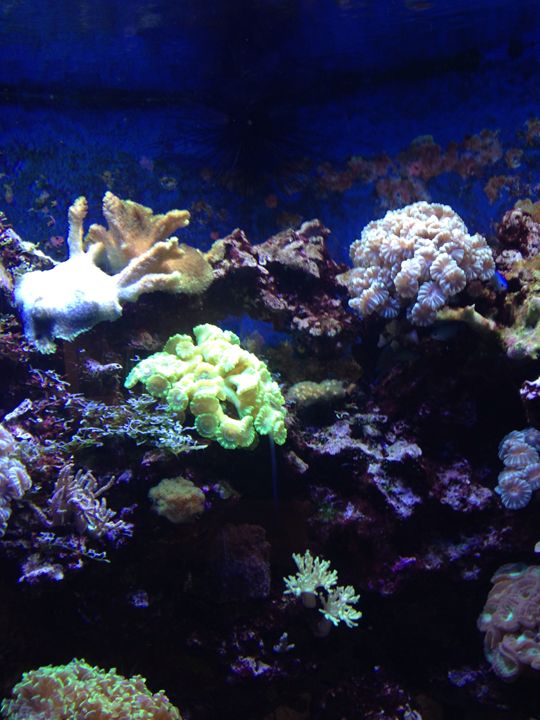 Coral Reef - Delirium - Photography, Animals, Birds, & Fish, Aquatic ...