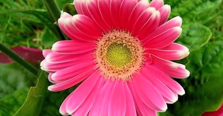 Pink Daisy - Delirium - Photography, Flowers, Plants, & Trees, Flowers ...