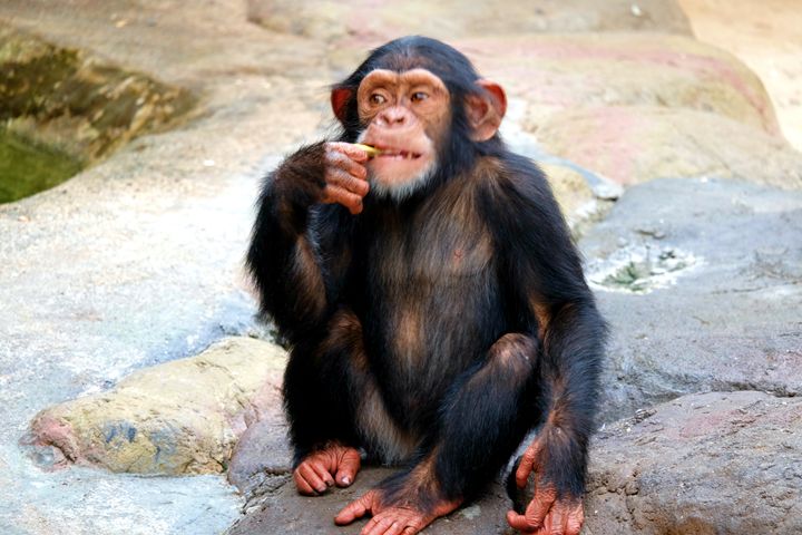 Eating chimp - Mats Vederhus - Photography, Animals, Birds, & Fish ...