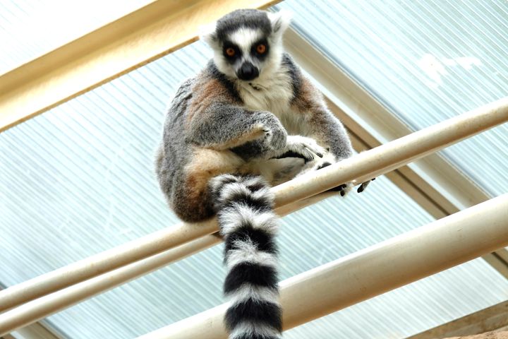 Ring-tailed lemur - Mats Vederhus - Photography, Animals, Birds, & Fish ...