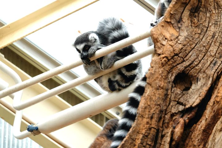 Ring-tailed lemur - Mats Vederhus - Photography, Animals, Birds, & Fish ...