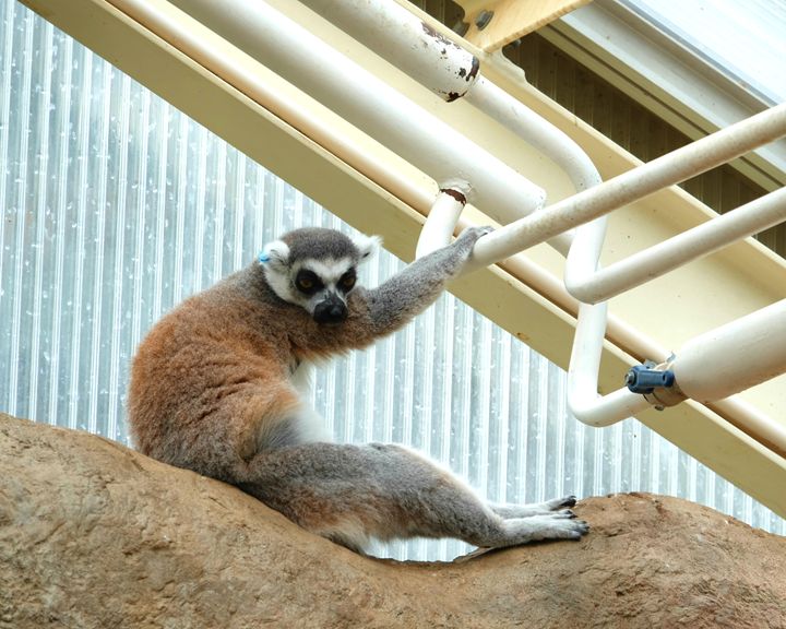Ring-tailed lemur - Mats Vederhus - Photography, Animals, Birds, & Fish ...