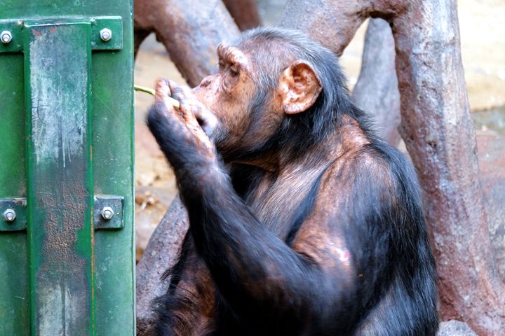 Chimp eating - Mats Vederhus - Photography, Animals, Birds, & Fish ...