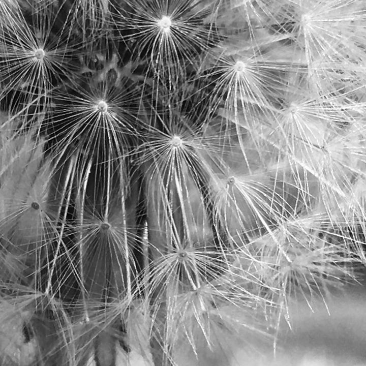 Dandelions - Jlow Art - Photography, Flowers, Plants, & Trees, Flowers ...