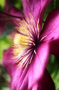 Sarah Riebe - Drawings & Illustration, Photography, Paintings & Prints