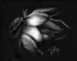 Sarah Riebe - Drawings & Illustration, Photography, Paintings & Prints