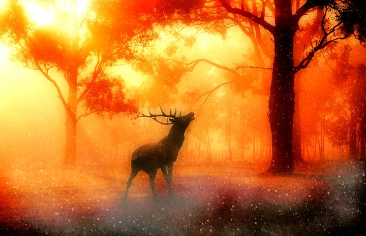 Deer in the autumn forest - Alexandra Arts - Paintings & Prints ...