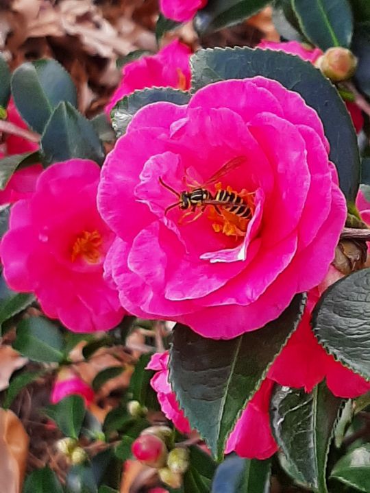 Rose bee - Coffin and Bells - Photography, Flowers, Plants, & Trees ...