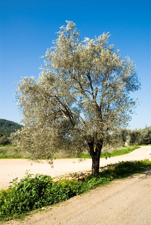 Israel Galilee Olive tree - PhotoStock-Israel - Photography, Flowers ...