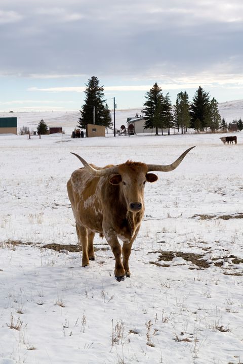 bull in the snow Wyoming WY USA - PhotoStock-Israel - Photography ...