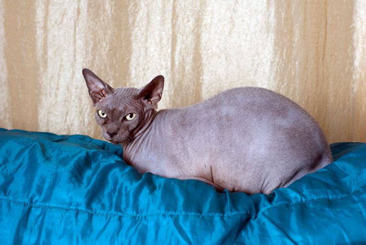 Canadian Sphynx cat - PhotoStock-Israel - Photography, Animals, Birds ...