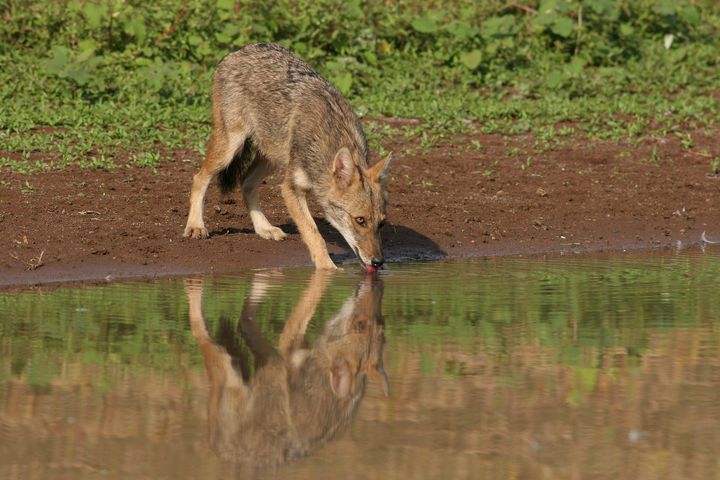 Golden Jackal (Canis aureus), - PhotoStock-Israel - Photography ...