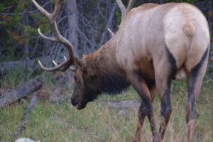 WILdernessSRW - Photography