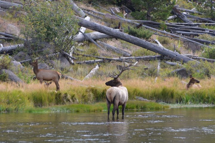 WILdernessSRW - Photography