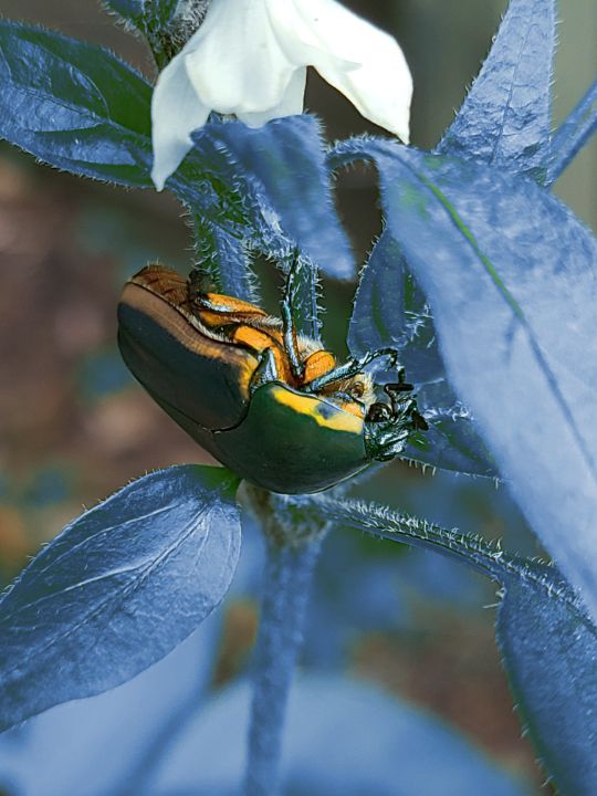 Elvis the bug - Karin Ebbesson - Photography, Animals, Birds, & Fish ...