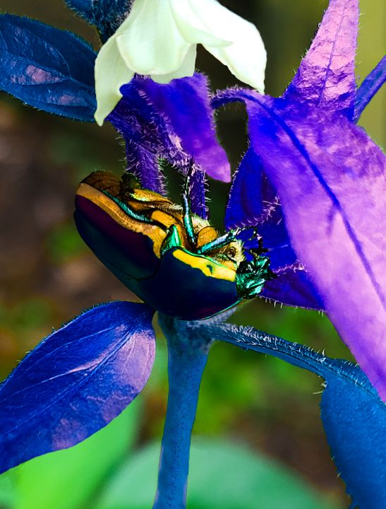 Elvis the Bug Irridescent - Karin Ebbesson - Photography, Animals ...