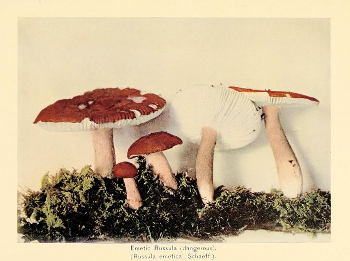 Russula - Alex Strange Collection - Drawings & Illustration, Landscapes ...