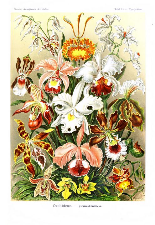 Orchids Cypripedium - Alex Strange Collection - Drawings & Illustration ...