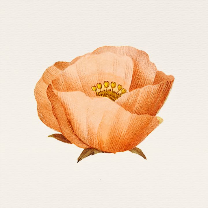 Vintage Orange Poppy Flower - Impress Art Studio - Digital Art & AI ...