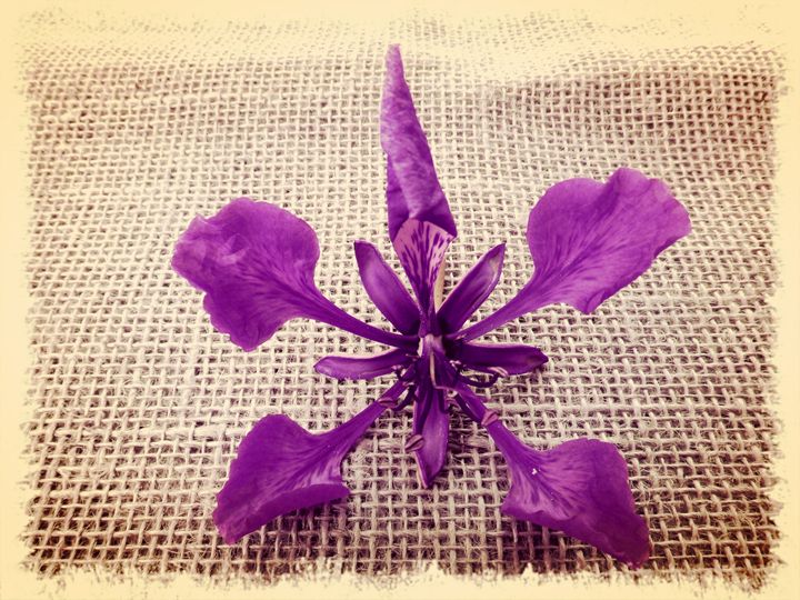 Flamboyant flower - CLA - Photography, Flowers, Plants, & Trees ...