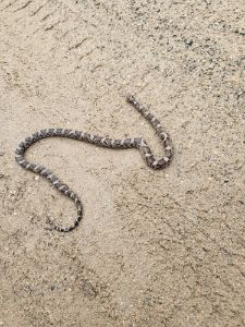 Michigan Rattlesnake - Sorcha - Photography, Animals, Birds, & Fish ...