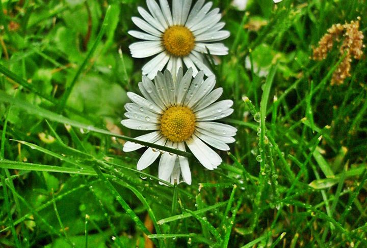 Daisies in the park - Maria Photography - Photography, Flowers, Plants, & Trees, Flowers ...