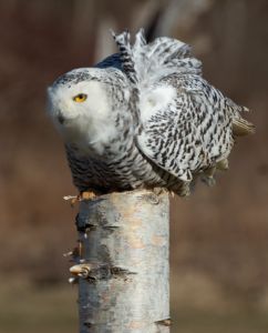 Photography by Tracy Rose - Photography