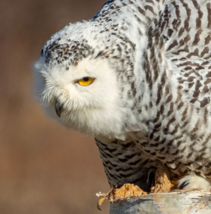 Snarky Snowy Owl - Photography by Tracy Rose - Photography, Animals ...