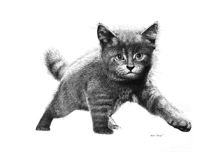 Grey Kitten - Byron Chaney's Illustration and Design - Drawings ...