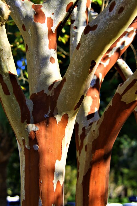Tree on Hilton Head Island - Artistic Photos by Terry Baumgartner ...