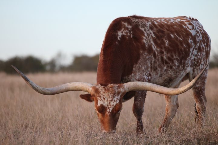 Burnt Orange Longhorn - Kathryn Renfro - Photography, Animals, Birds ...