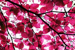 Art by Isabelle Hodge - Photography, Digital Art & AI, Paintings ...