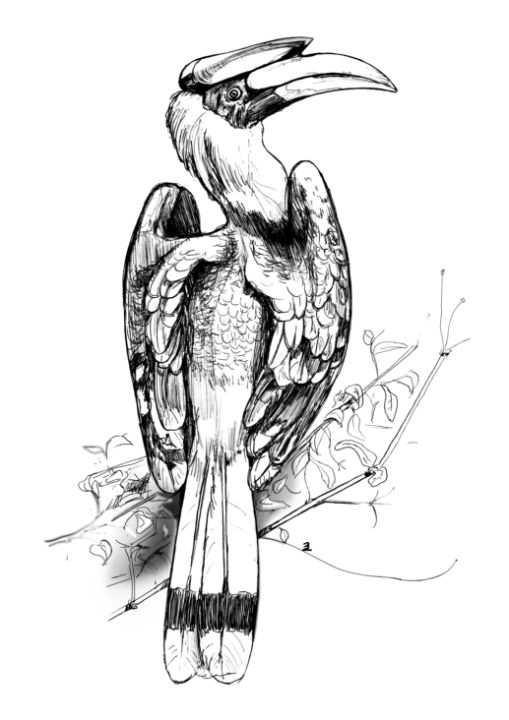 Calao - Zebrito Art - Drawings & Illustration, Animals, Birds, & Fish ...