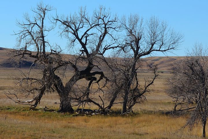 Gnarled trees - 56th Street Photo - Photography, Landscapes & Nature ...