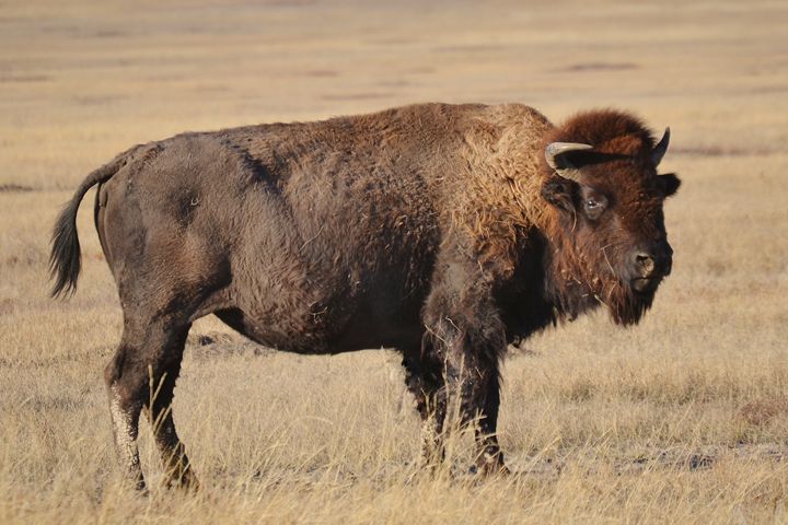 Buffalo in the Badlands - 56th Street Photo - Photography, Animals ...