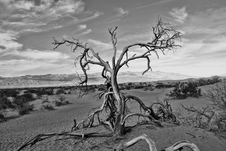 Dead Tree - CreativeSoul - Photography, Landscapes & Nature, Desert ...