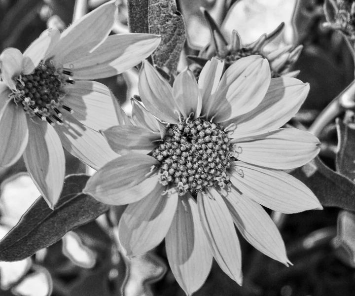 Uncolored Floral Beauty - CreativeSoul - Photography, Flowers, Plants ...