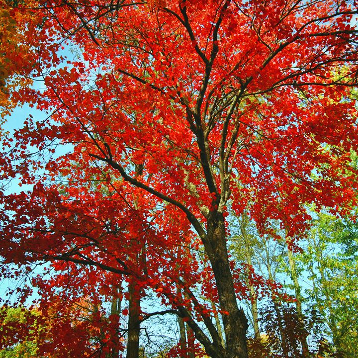 Bright Fall Tree - CreativeSoul - Photography, Flowers, Plants, & Trees ...