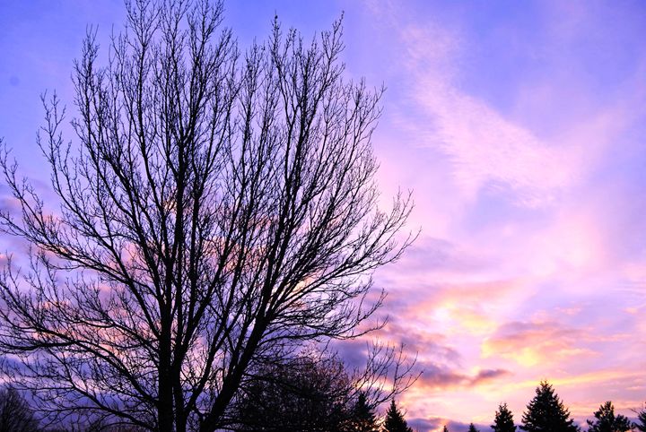 Daybreak Beauty - CreativeSoul - Photography, Flowers, Plants, & Trees ...