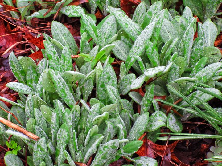 Spring Buds - CreativeSoul - Photography, Landscapes & Nature, Other ...