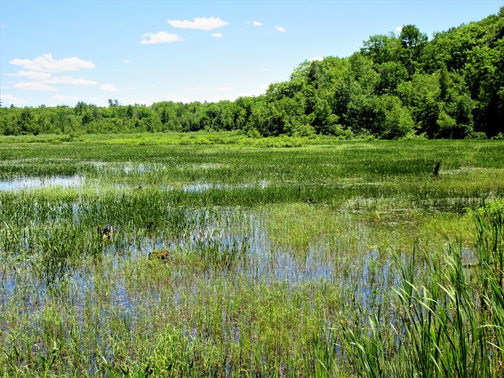 Wetlands - CreativeSoul - Photography, Landscapes & Nature, Lakes ...