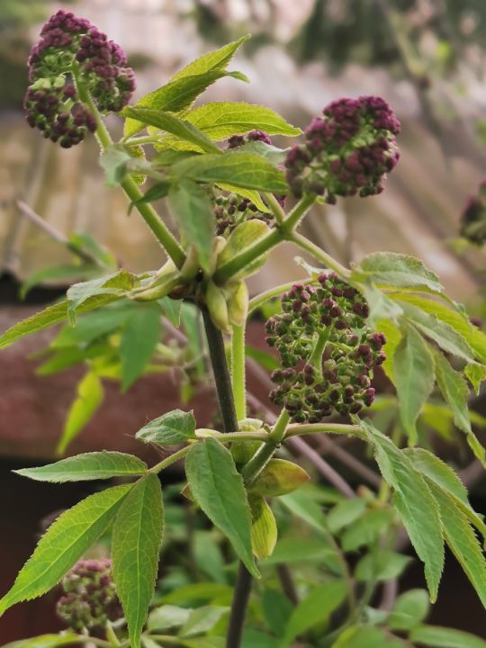 Pleasing Poppers - onebigmilestone - Photography, Flowers, Plants ...