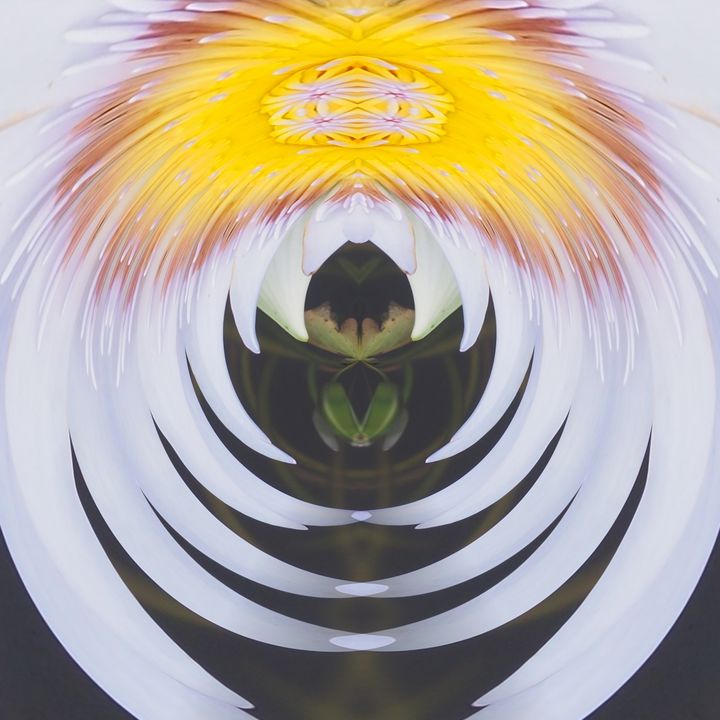 Lotus Explosion - Relax Ink - Digital Art & AI, Flowers, Plants ...