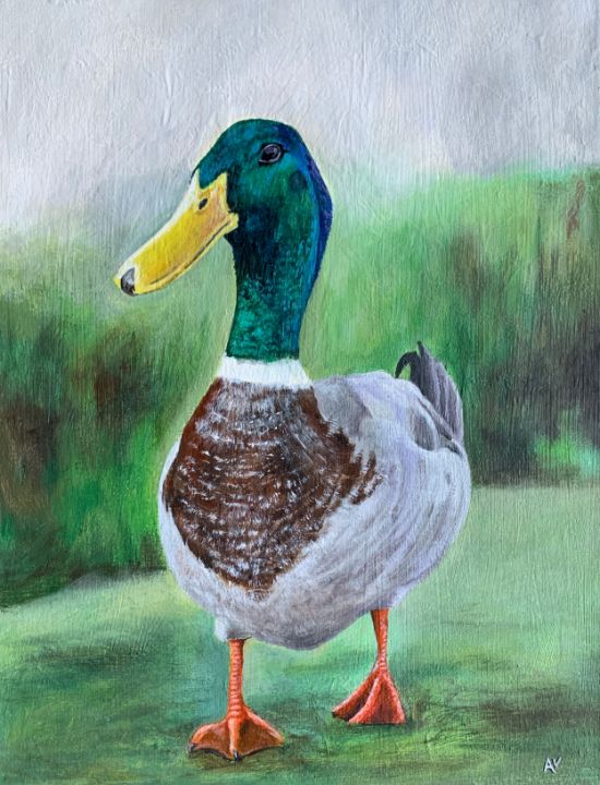 Easy Mallard Duck Drawings