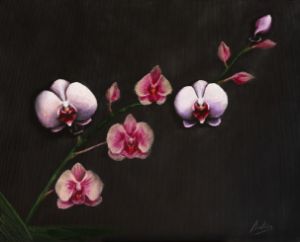 Austin Montero - Paintings & Prints, Photography