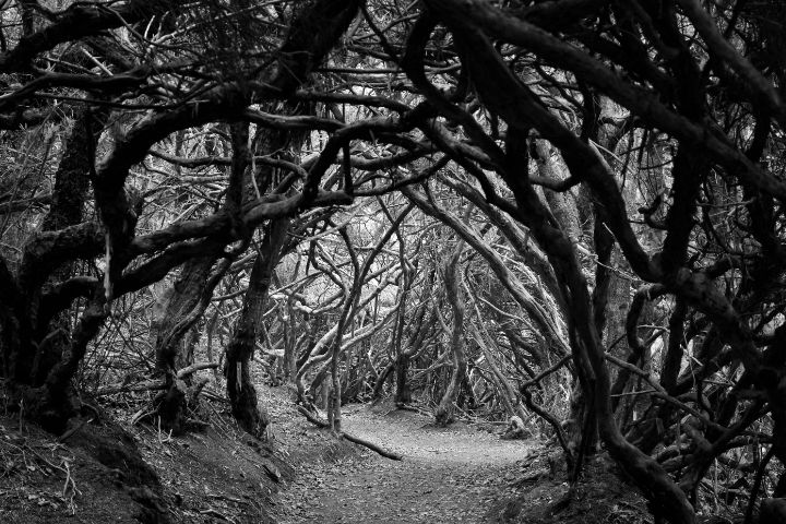 Forest Passage - Marek Stepan Photographer - Photography, Landscapes ...