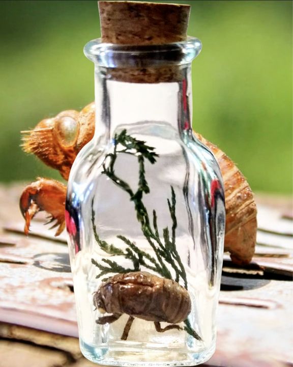Cicada Exoskeleton Terrarium, Small - Kitschy Witch - Crafts & Other ...