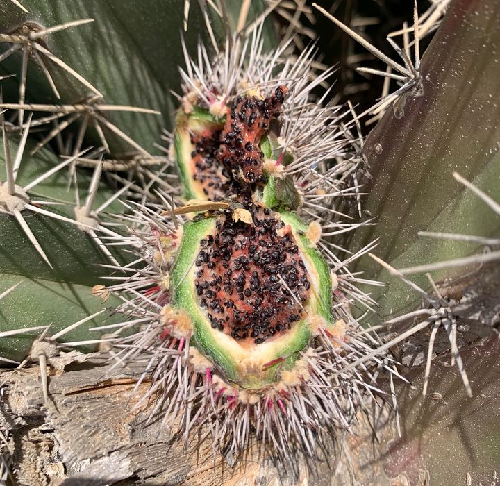 Yatu fruit - Fantasyride - Photography, Flowers, Plants, & Trees ...